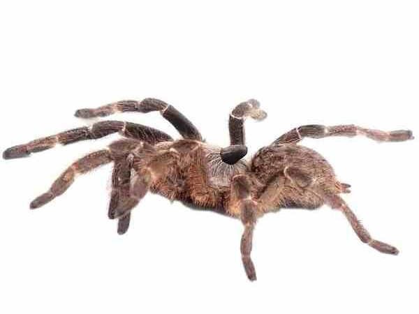 Buy Golden Blue Leg Baboon Tarantula Online